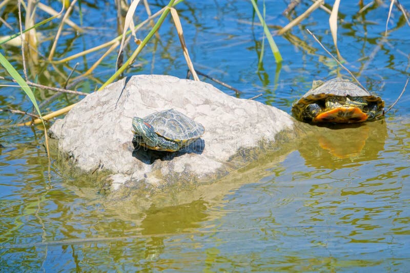 Red-eared Turtle stock image. Image of reed, eared, wild - 125486949