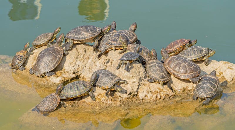 Red-eared Turtle Basking in the Sun Stock Image - Image of tropical ...