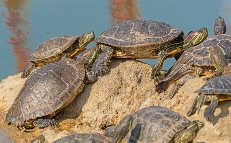 Red-eared Turtle Basking in the Sun Stock Image - Image of slider, slow ...