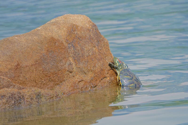 Red Eared turtle climbing stock photo. Image of frog - 29860078