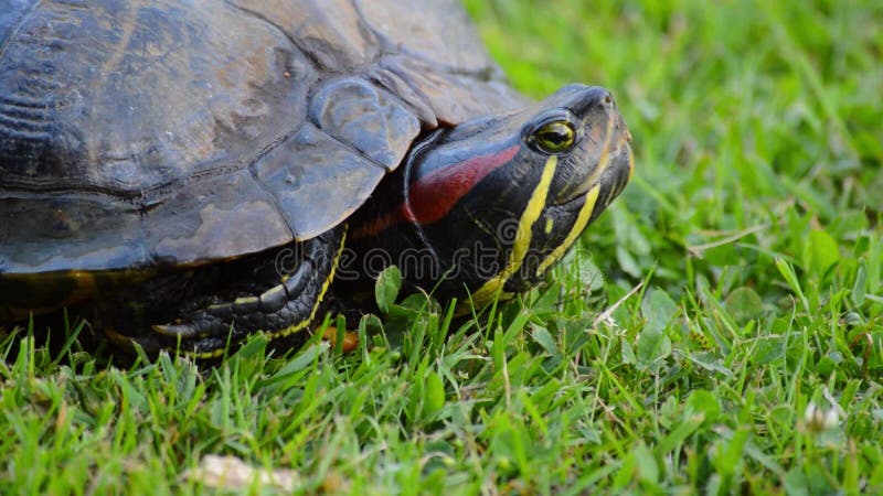 Red Eared Turtle Head Emerging Stock Video - Video of nature, cute ...