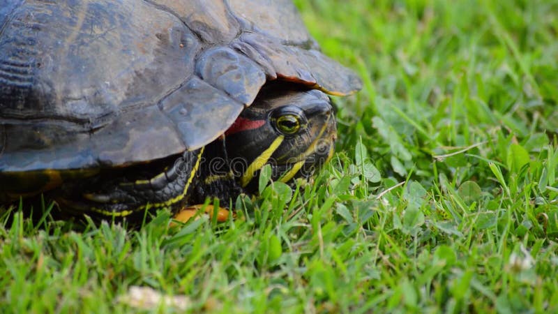 Red Eared Turtle in Its Shell Stock Video - Video of side, eared: 74008175