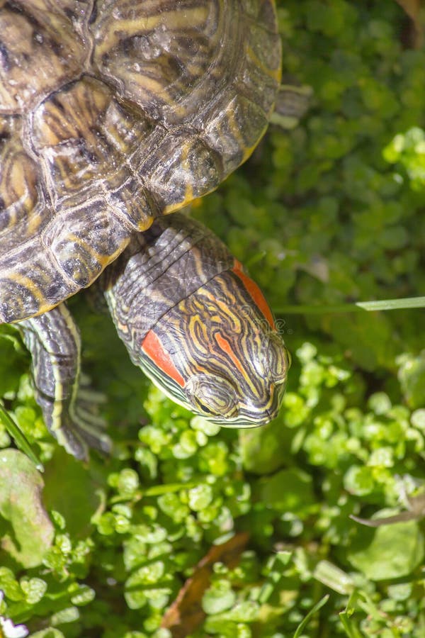 Red-eared turtle stock image. Image of closeup, cute - 13697551