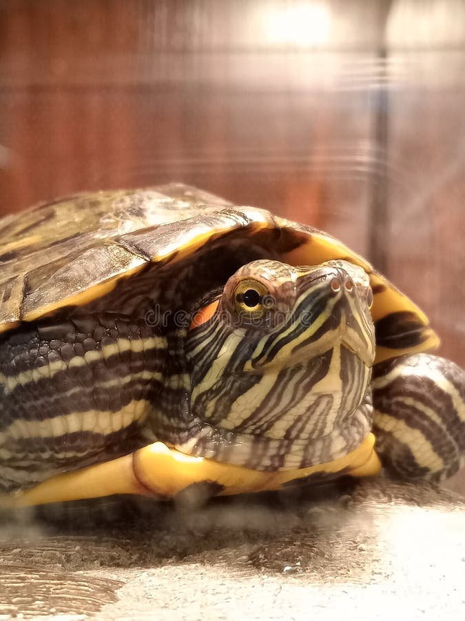 Red-eared Turtle on a Pebble Stock Image - Image of tortoise, turtle ...