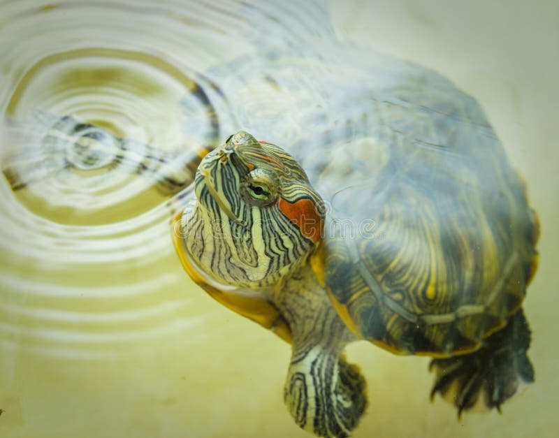Red-eared Turtle Peeks Out of the Water. Stock Image - Image of close ...