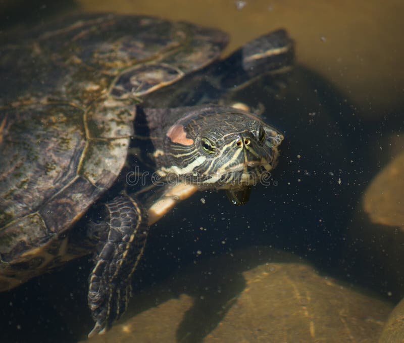 Turtle Head Poking Stock Photos - Free & Royalty-Free Stock Photos from ...