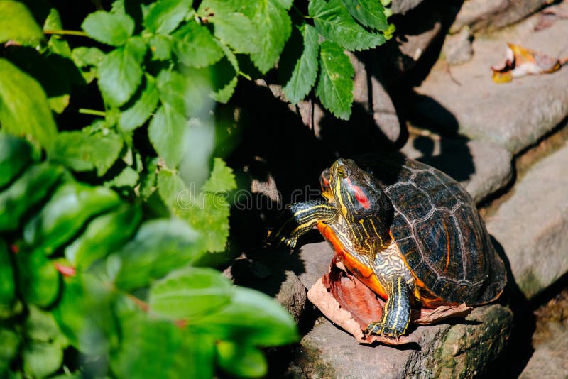 Red Eared Turtle on the Pond in the Zoo Stock Image - Image of land ...