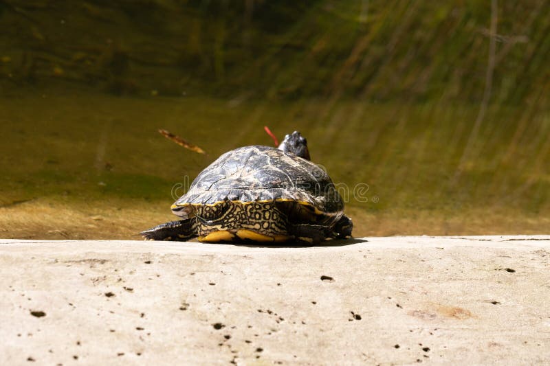 Red-eared Turtle Rear View Close Up Stock Image - Image of white, macro ...