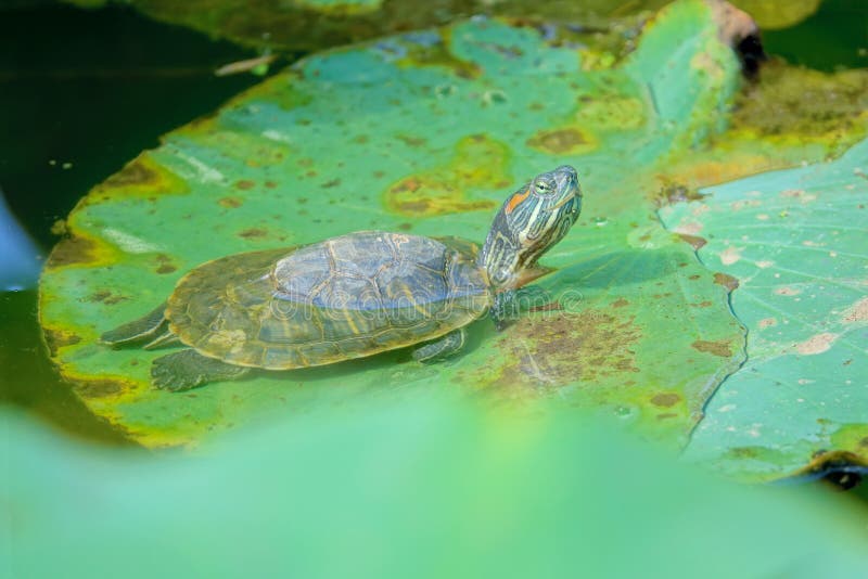 Red-eared Turtle stock image. Image of redeared, nature - 154919593