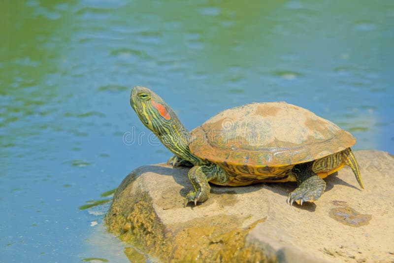 Red-eared Turtle stock image. Image of elegans, turtle - 158228115