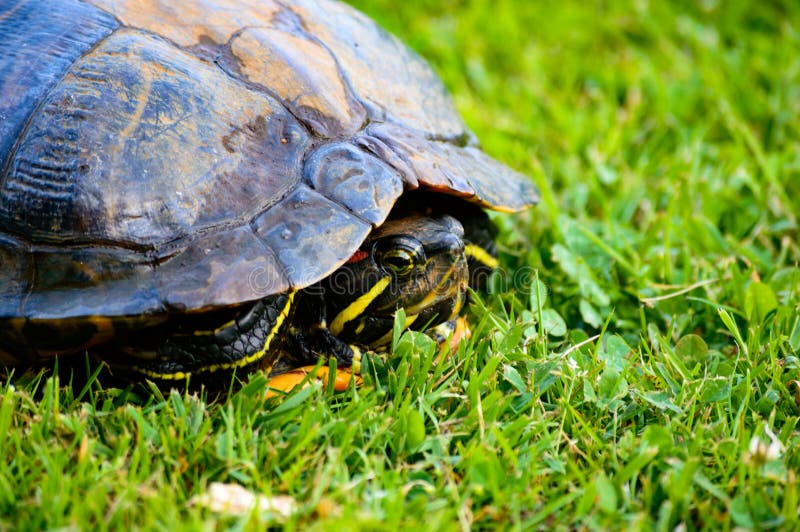 Red Eared Turtle in Shell Close Up Stock Photo - Image of portrait ...