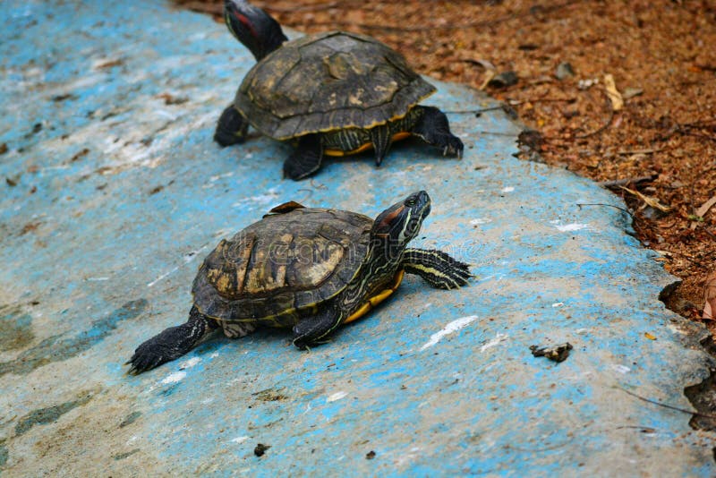 Red eared turtle stock image. Image of school, sticker - 87565515