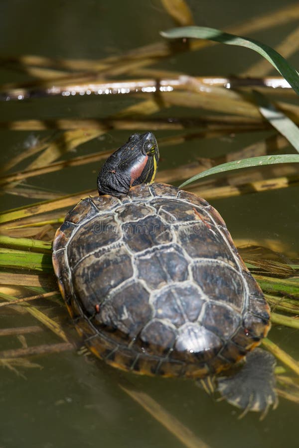 Red-eared turtle stock image. Image of orange, alone - 64516333