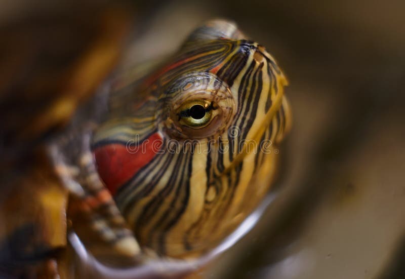 Red-eared Turtle Trachemys Scripta Muzzle Close-up.Macro. Stock Photo ...