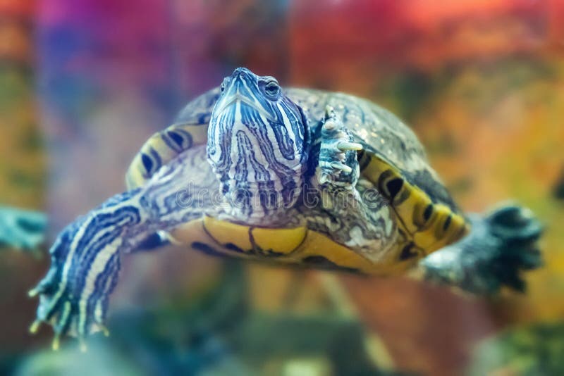 Red-eared Turtle Trachemys Scripta Swims in an Aquarium Stock Photo ...