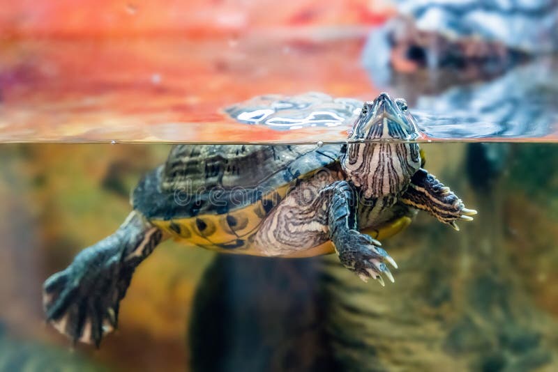 Red-eared Turtle Trachemys Scripta Swims in an Aquarium Stock Image ...