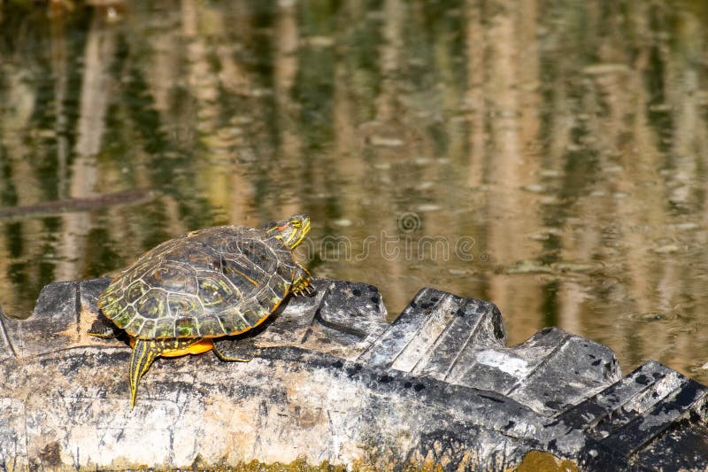 Red Eared Turtle, Trachemys Scripta. in the Wild Stock Photo - Image of ...