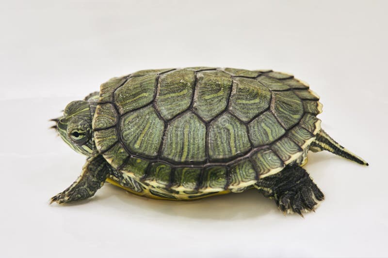 Red-eared Turtle on White Surface, Profile Stock Photo - Image of ...