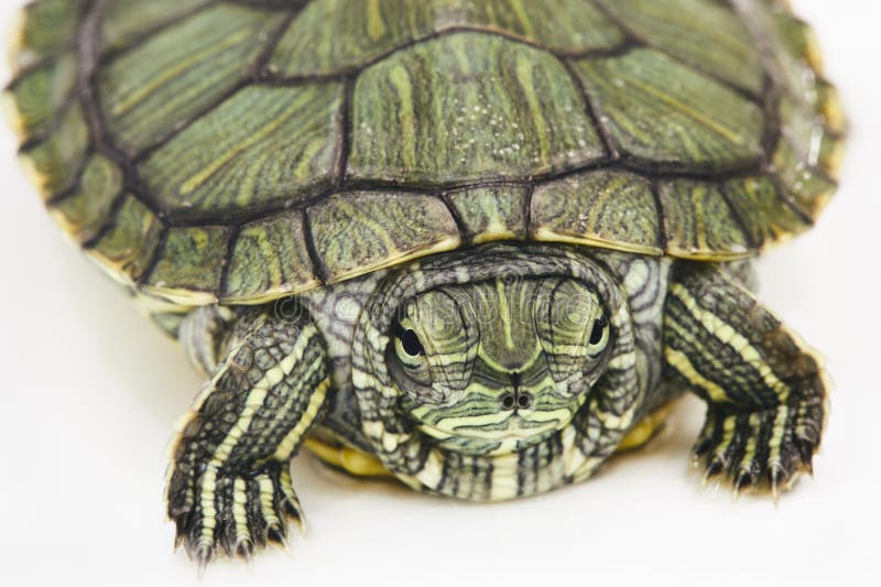 Red-eared Turtle on White Surface, Shallow Dof, Stock Image - Image of ...