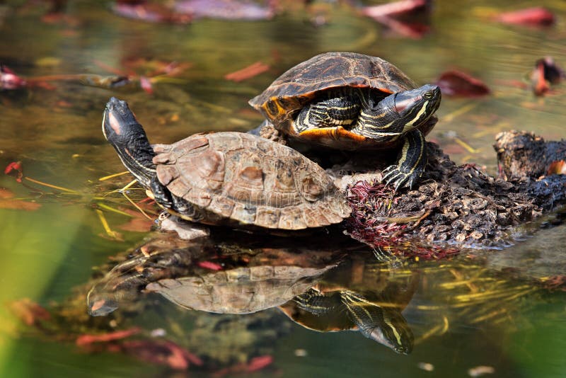 Red Eared Turtles stock photo. Image of turtle, pond - 23995952