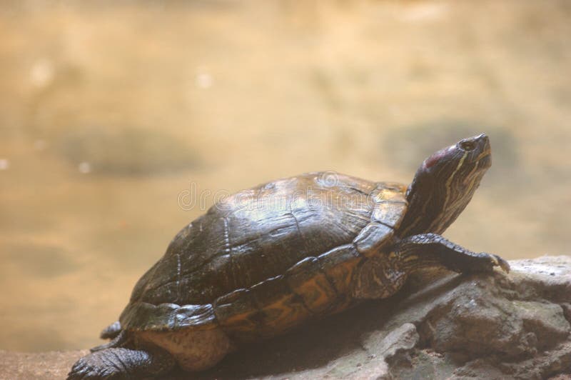 Red eared turtles stock photo. Image of pseudemys, water - 979652
