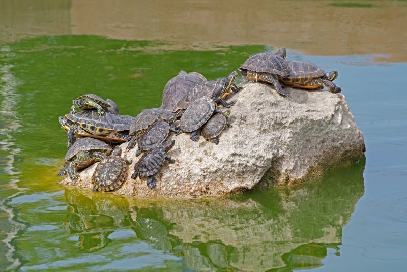 Red-eared Turtles Basking in the Sun Stock Image - Image of lake, scale ...