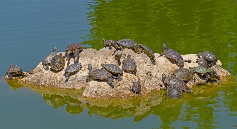 Red-eared Turtles Basking in the Sun Stock Image - Image of shield ...