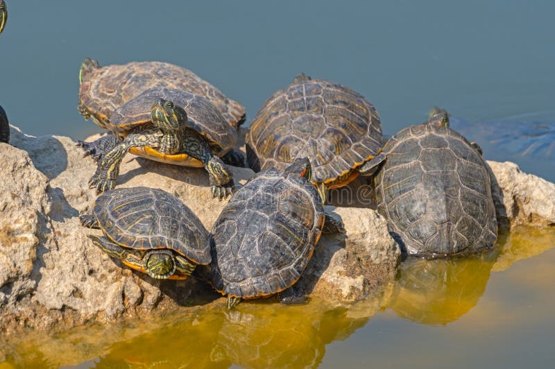 Turtles Basking in the Sun on a Wooden Platform in the Water. Stock ...
