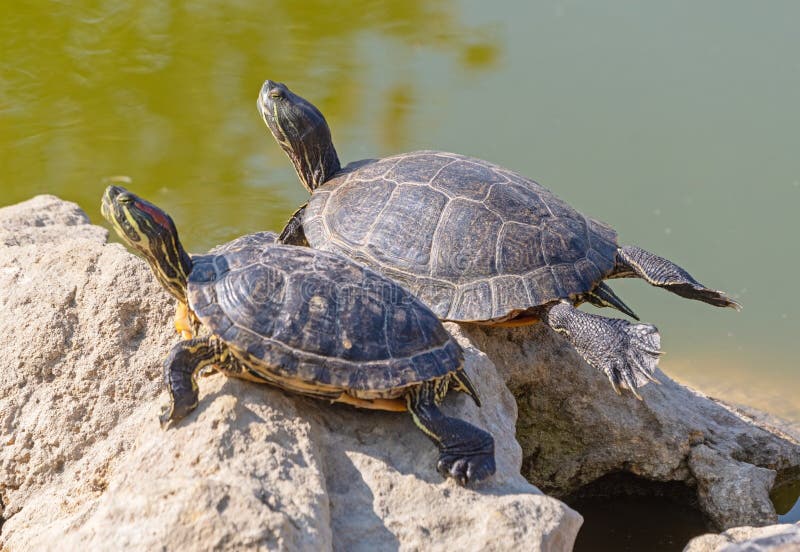Turtles Basking in the Sun on a Wooden Platform in the Water. Stock ...