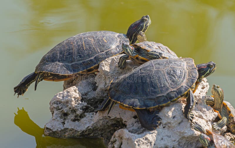 Red-eared Turtles Basking in the Sun Stock Photo - Image of wildlife ...