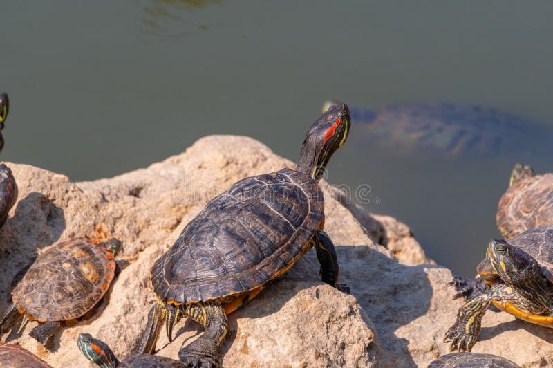 Red-eared Turtles Basking in the Sun Stock Image - Image of fauna ...