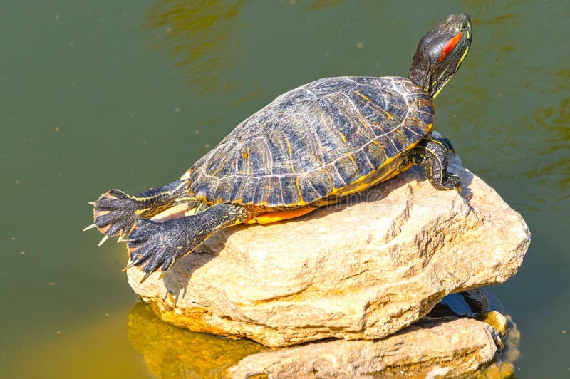 Red-eared Turtles Basking in the Sun Stock Photo - Image of trachemys ...
