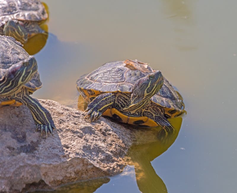 Red-eared Turtles Basking in the Sun Stock Photo - Image of aquatic ...