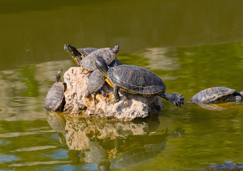 Red-eared Turtles Basking in the Sun Stock Image - Image of nature ...