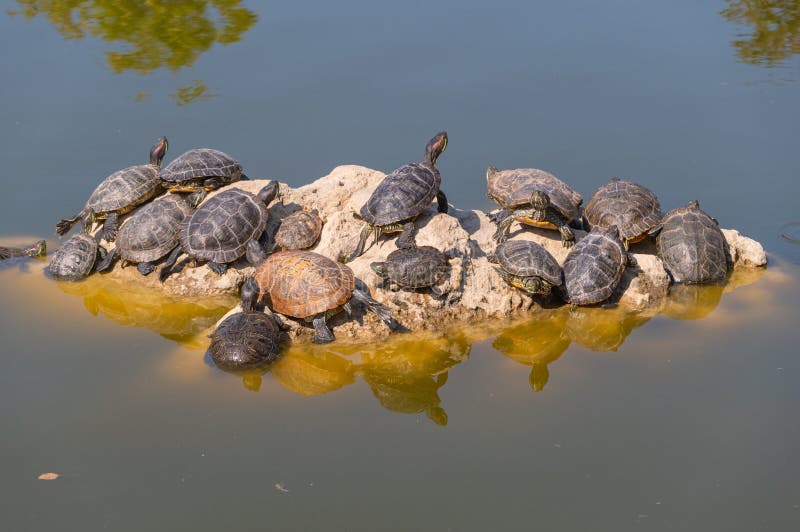 Red-eared Turtles Basking in the Sun Stock Image - Image of brown ...