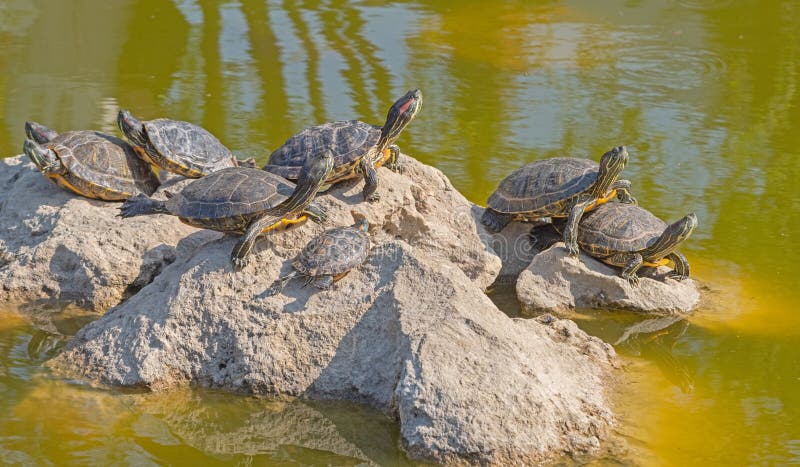 Red-eared Turtles Basking in the Sun Stock Photo - Image of park, water ...