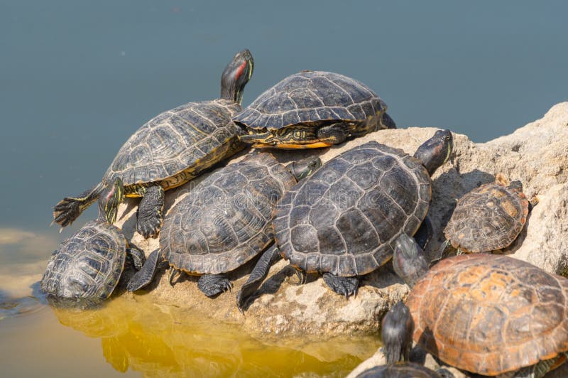Red-eared Turtles Basking in the Sun Stock Image - Image of swim, river ...