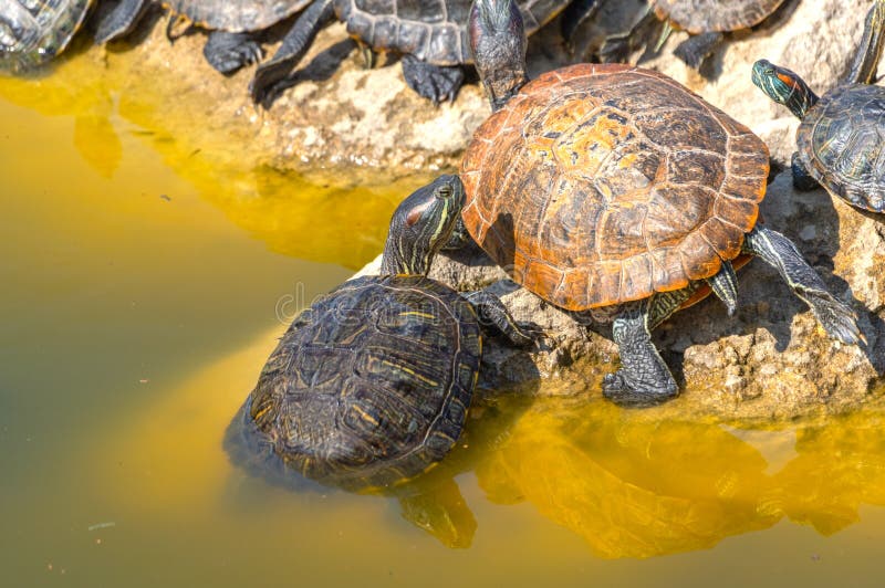 Red-eared Turtles Basking in the Sun Stock Image - Image of ecology ...