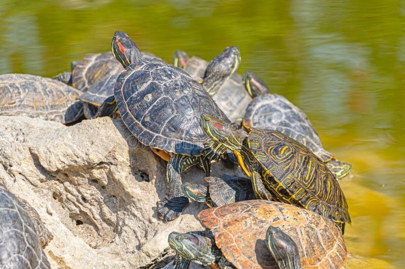 Red-eared Turtles Basking in the Sun Stock Photo - Image of tropical ...
