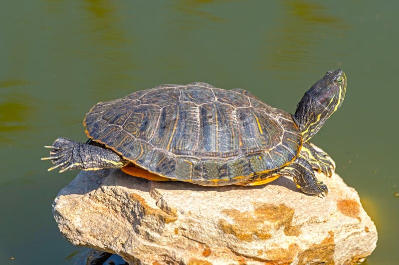 Red-eared Turtles Basking in the Sun Stock Image - Image of slow ...