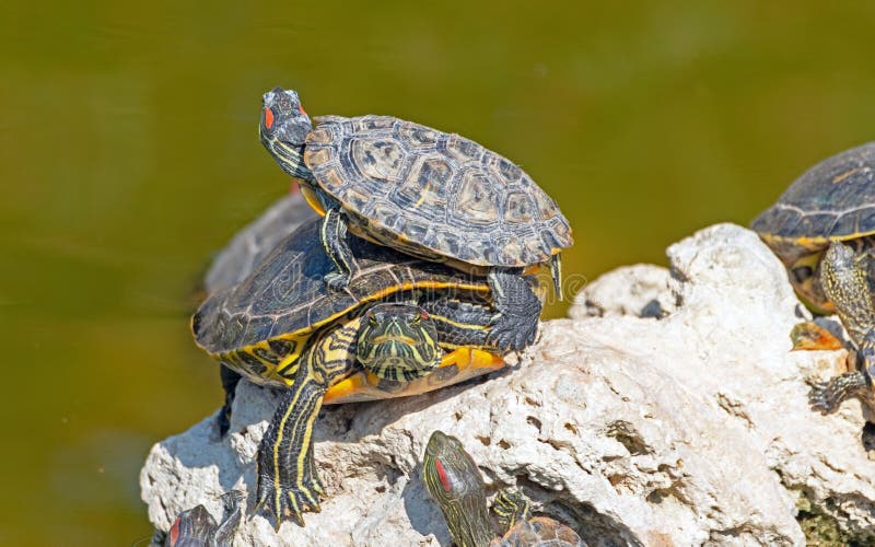 Red-eared Turtles Basking in the Sun Stock Photo - Image of park ...