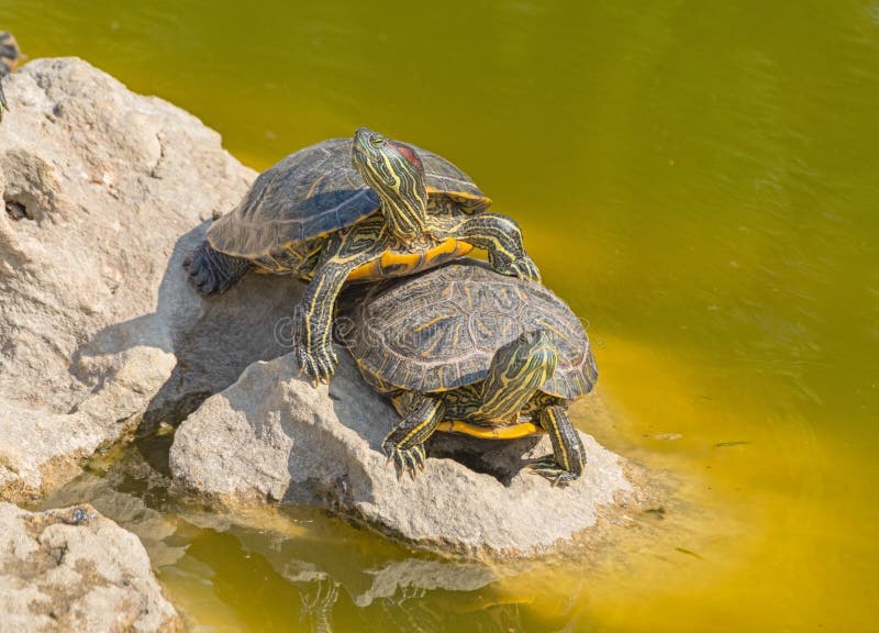 Red-eared Turtles Basking in the Sun Stock Image - Image of water ...