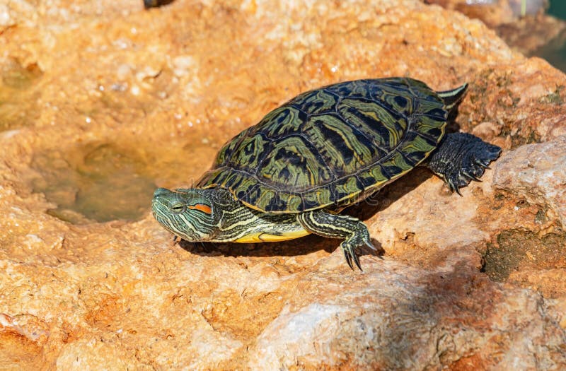 Red-eared Turtles Basking in the Sun Stock Image - Image of protection ...