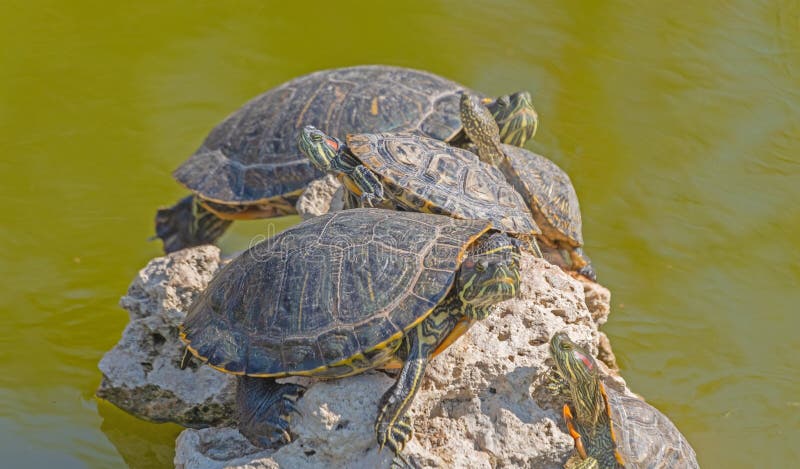 Red-eared Turtles Basking in the Sun Stock Photo - Image of aquatic ...