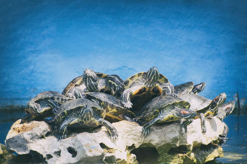Red-eared turtles at Stone stock photo. Image of turtle - 127550144