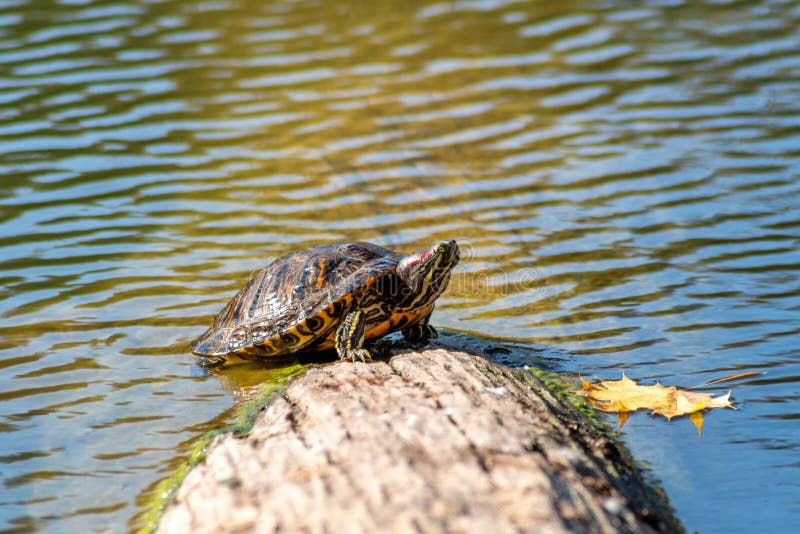 A Red-eared or Yellow-bellied Turtle (scientific Name Trachemys Scripta ...