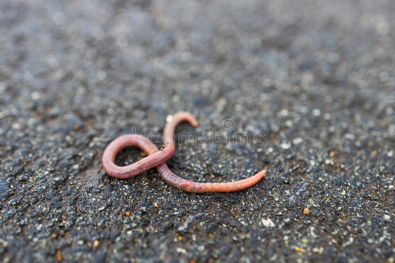 A Red Earthworm Curled Up on a Hard Surface Stock Image - Image of ...