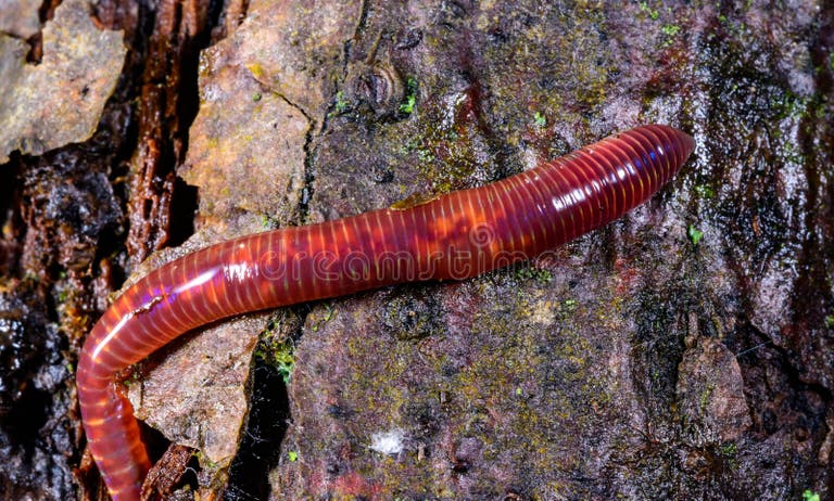 Red Earthworm in a Hole in the Ground Under the Stump of an Old Tree ...