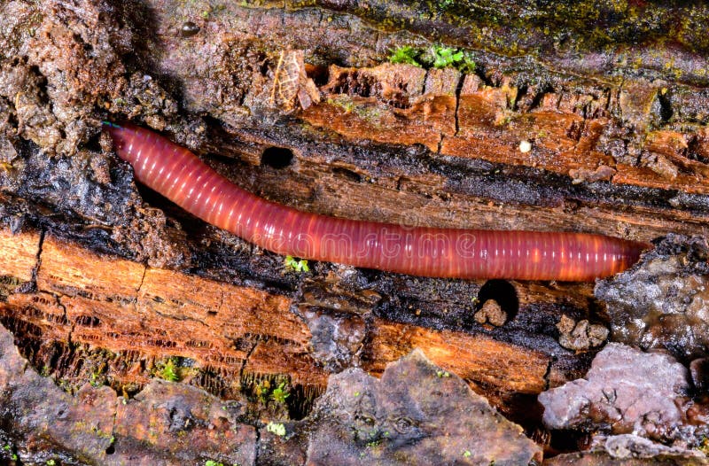Red Earthworm in a Hole in the Ground Under the Stump of an Old Tree ...