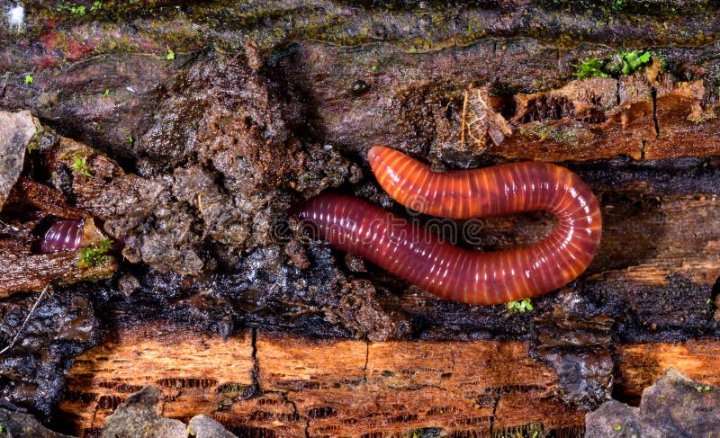 Red Earthworm in a Hole in the Ground Under the Stump of an Old Tree ...